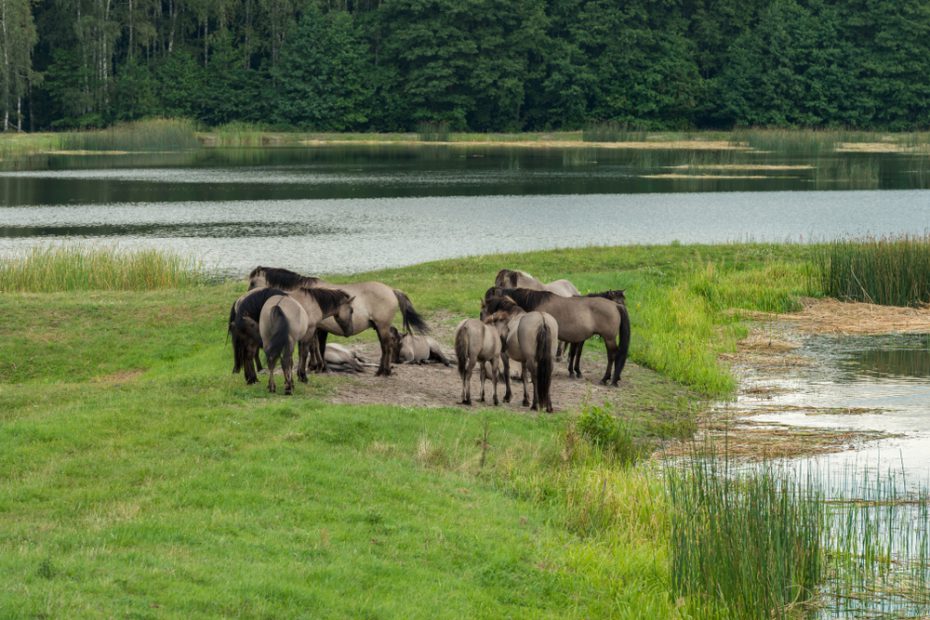 Roztoczański Park Narodowy — ceny biletów, szlaki piesze, rowerowe ...