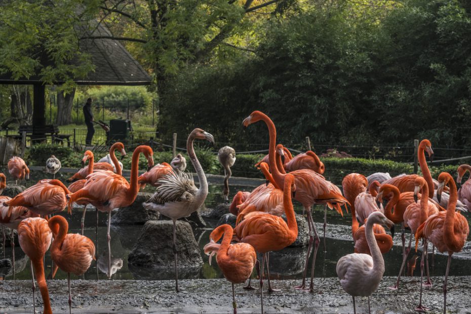 Drezno - Zwiedzanie stolicy Saksonii - atrakcje, zabytki
