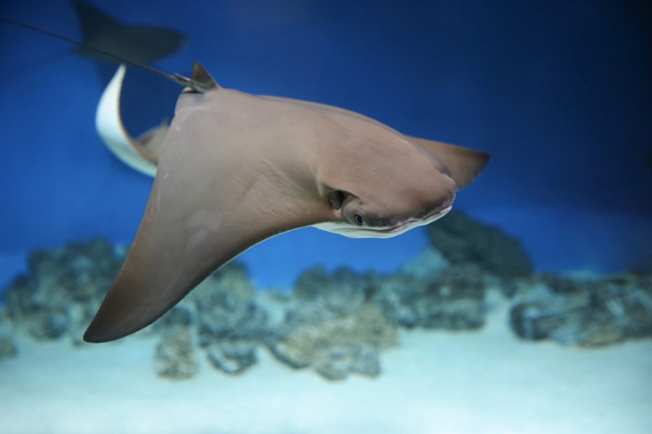 Hurghada Grand Aquarium (Egipt) – wszystko, co warto wiedzieć o tym ...